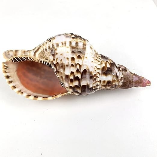 Large Natural Conch Triton Sea Shells Rare Real Aquarium Home Decor ...