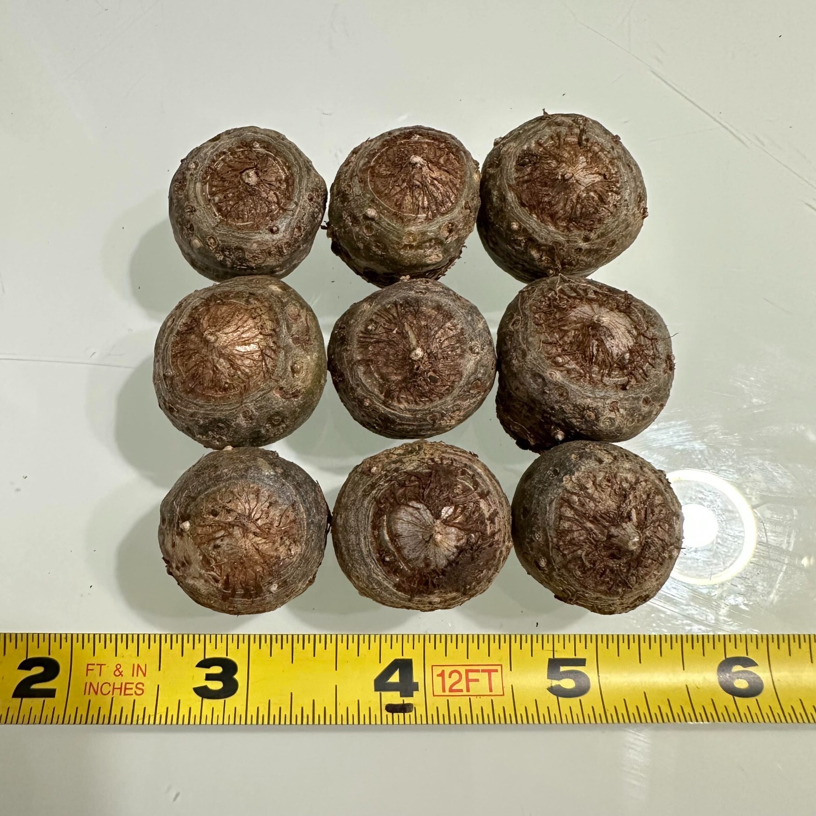 (3) Sauromatum Venosum 1" Voodoo Lily Corpse Flower Amorphophallus ...