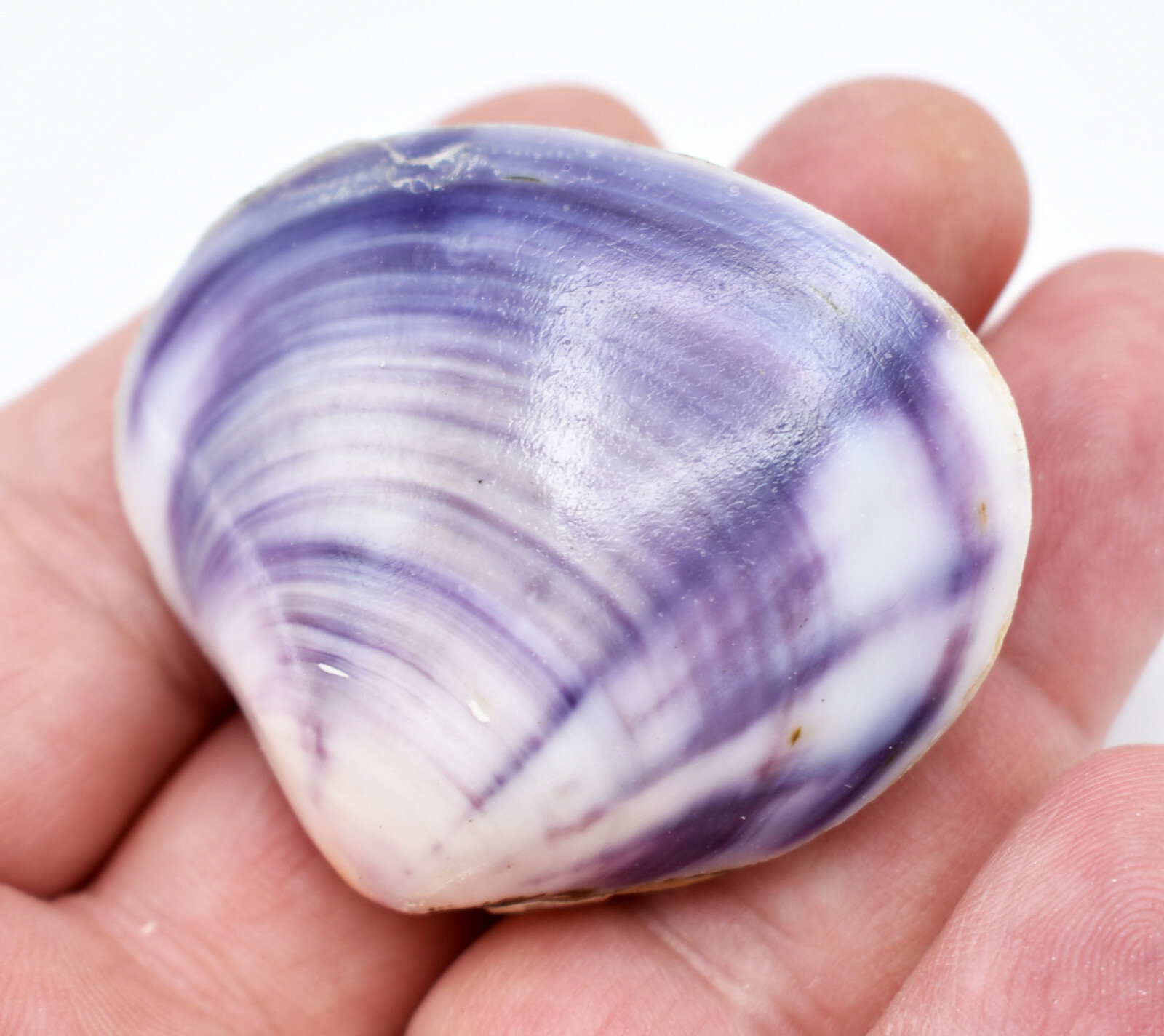 6 Polished Purple Clams (Pair) 1.5-2" Beach Crafts Ocean Jewelry ...