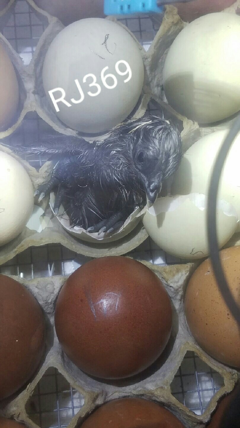 6 Rare Ayam Cemani Hatching Eggs, Totally Black Pure Rare Breed Unique ...