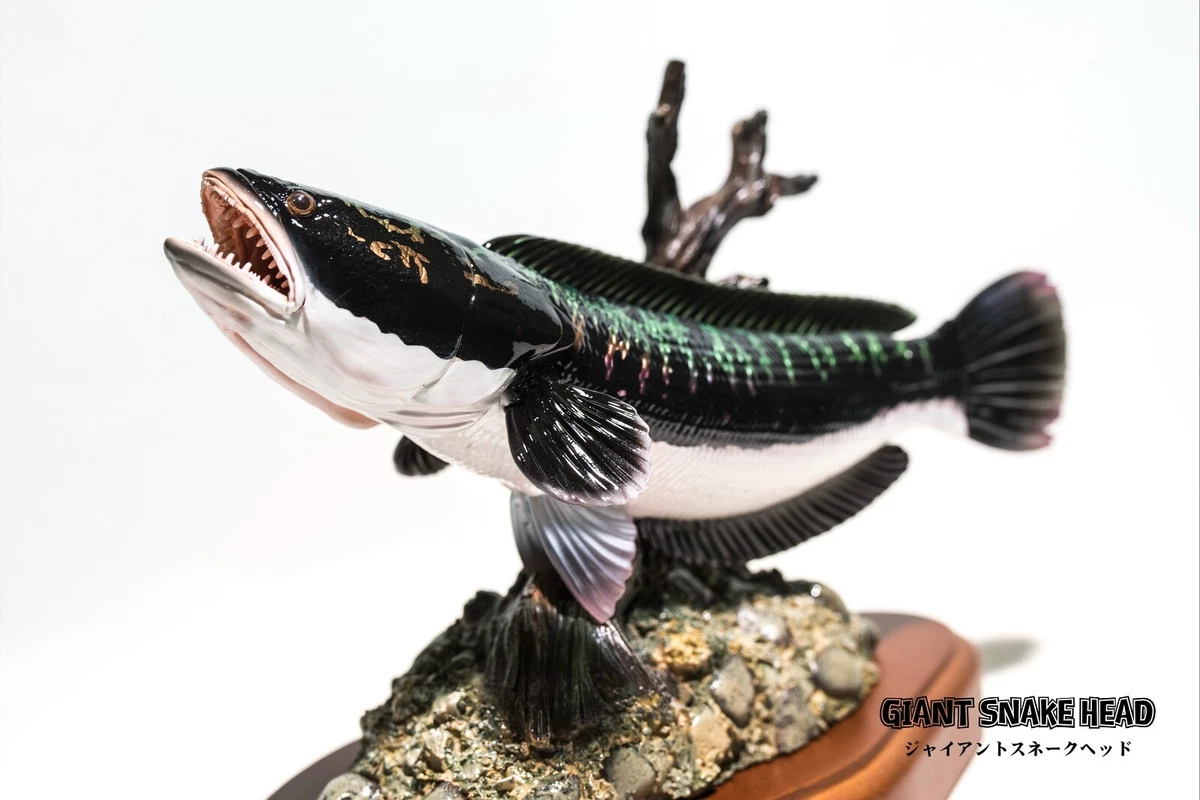 Redline Snakehead Fish