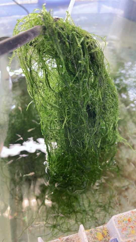 Combo : Java Moss, Hornwort, Anacharis,Guppy Grass Buy 2 Get 1 Free | eBay