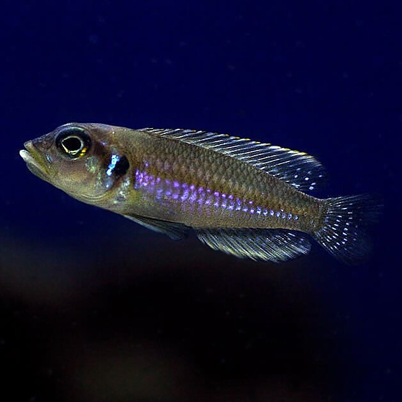 Blue Ocellated Shell-Dweller | Lamprologus Ocellatus | Lake Tanganyika ...