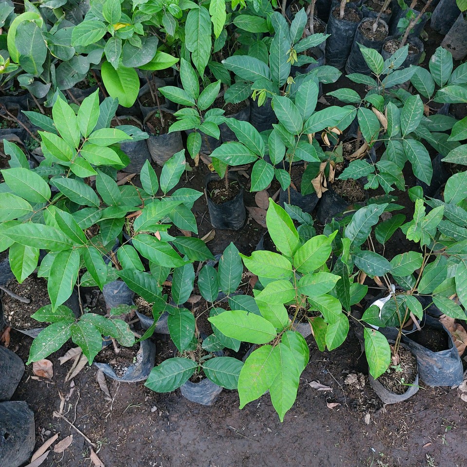 Grafted Rambutan Binjai Nephelium lappaceum Linn Fruit Tree Free Phyto ...