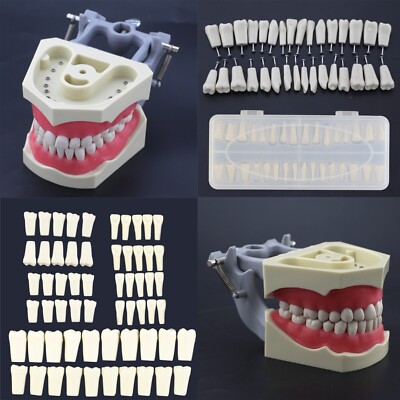 Columbia Dentoform 860 Dental Typodont Model 32pcs Removable Teeth ...