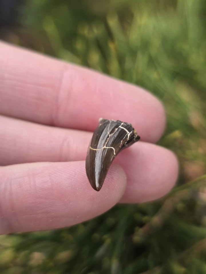 *RARE* Beautiful Brown/Tan Mosasaur Clidastes? Tooth TX Ozan Fossil ...