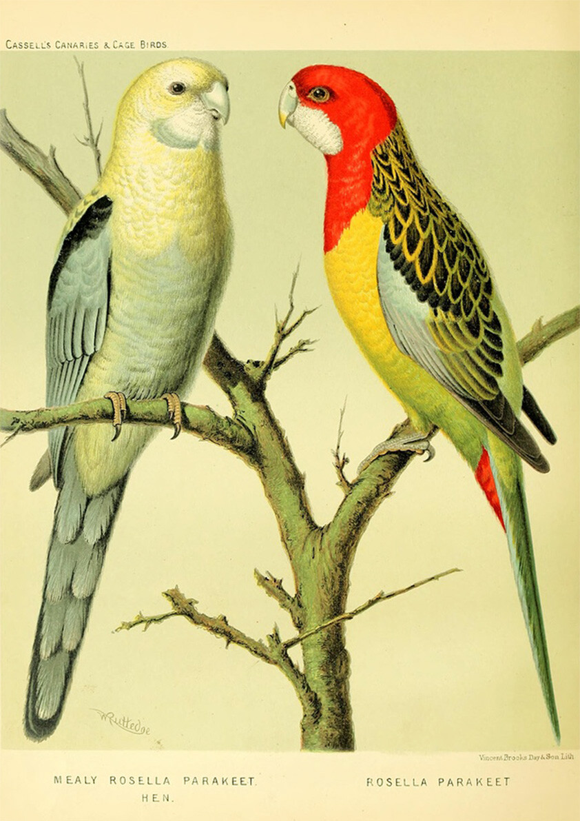 Vintage Parrot Illustration