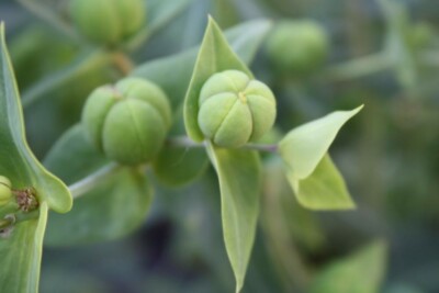 7 GOPHER SPURGE PERENNIAL SEEDS (Euphorbia lathyris - caper or paper ...