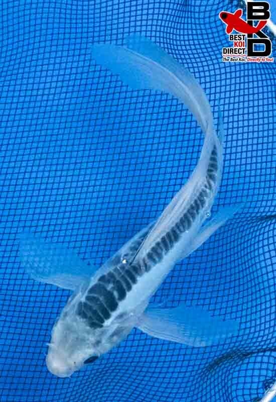 8" BUTTERFLY CAROLINA BLUE! SHUSUI Live Koi Fish Garden Pond 6/13 | eBay