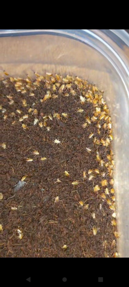 Red Runner Roaches Reptile Food Live Feeders 80ct Adults | eBay