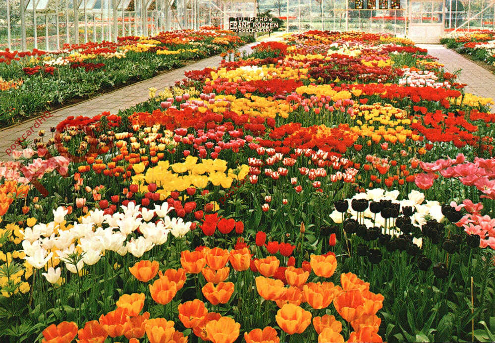 Picture Postcard>>Vogelenzang, Tulipshow Frans Roozen | eBay UK