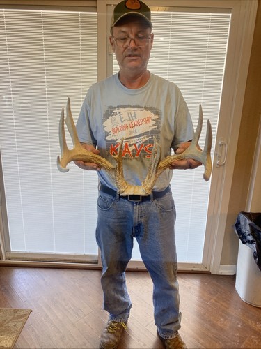 Nice 10 pt Wild 130” Whitetail Deer Antler Rack Horn Man Cave Sheds ...