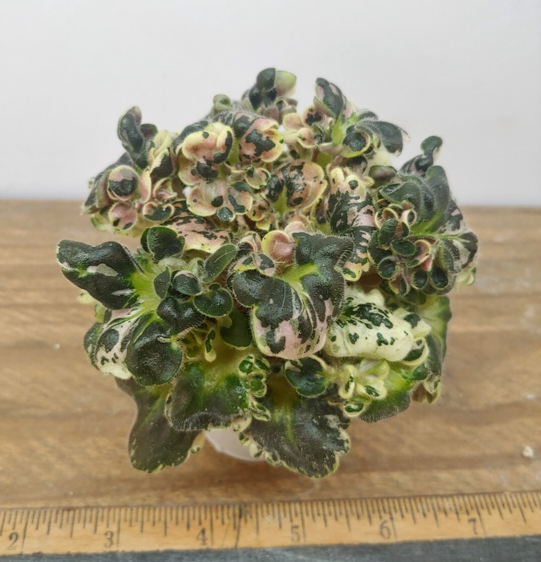 African Violet Plant -- N-Tet-a-Tet ~ variegated mini ~ girl | eBay