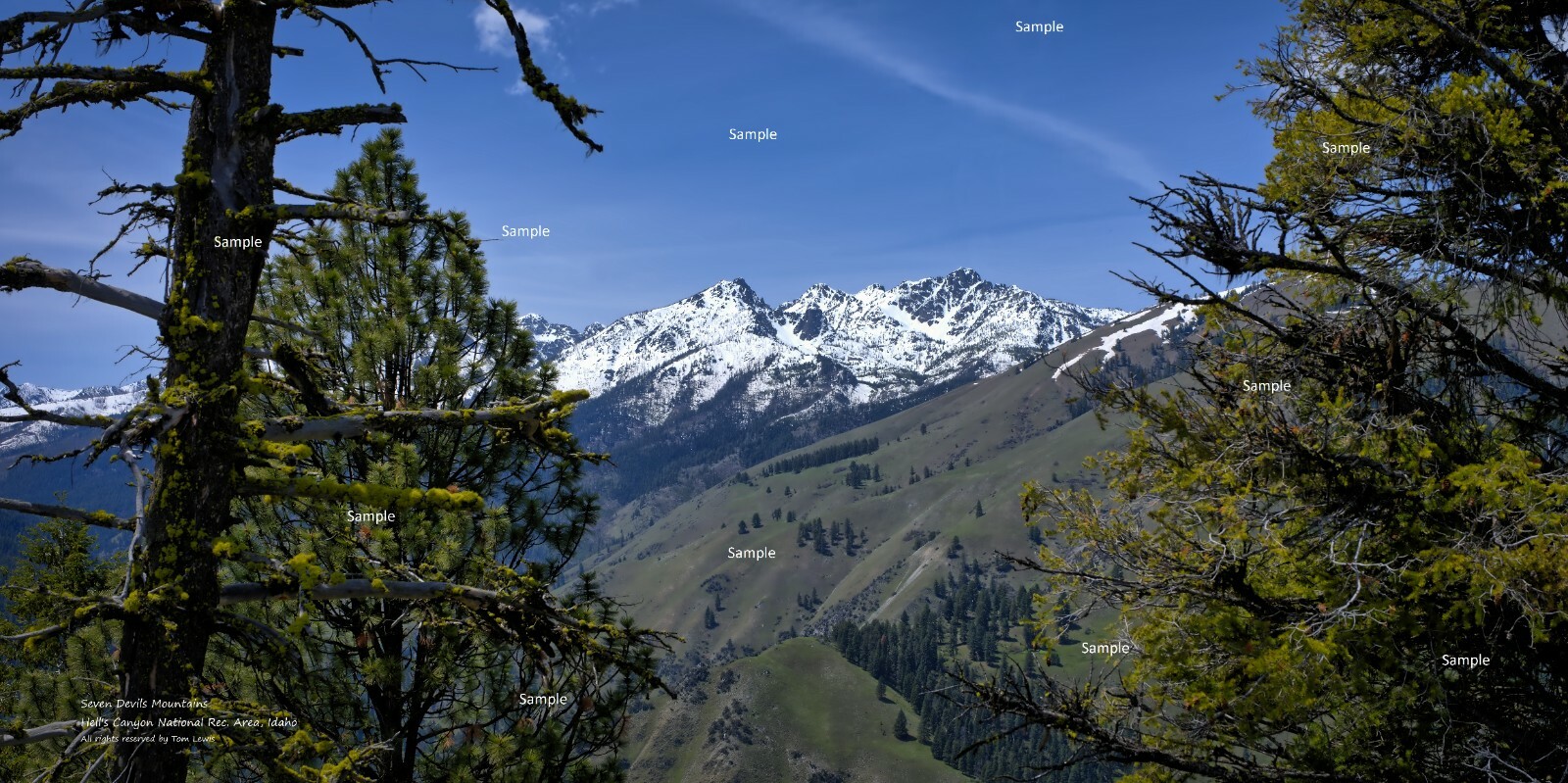 Seven Devils Mountains Through Trees Riggins Idaho Photo Poster Print ...