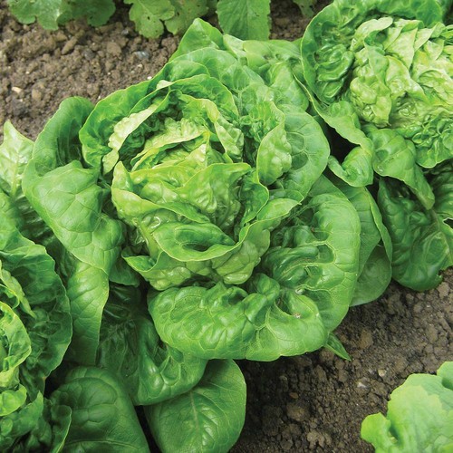 Little Gem Lettuce Seeds 600+ Mini Romaine NON-GMO USA SELLER FREE ...