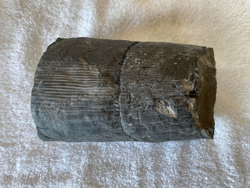 Extinct Horsetail Fossil Calamites; Very Nice Specimen Approximately 7 ...