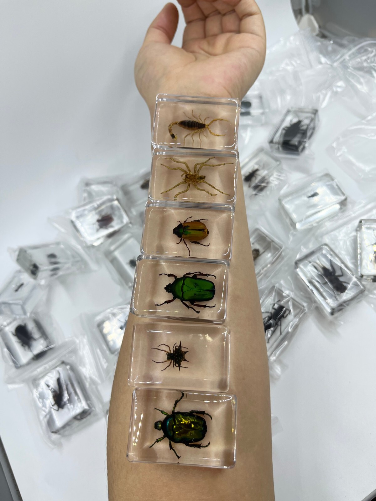 30Pcs Real Insect Specimen Bugs in Resin Collection Beetle in Resin ...
