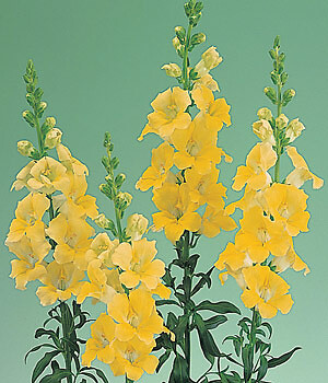 Snapdragon Chantilly Yellow (Creamy) 1,000 seeds | eBay