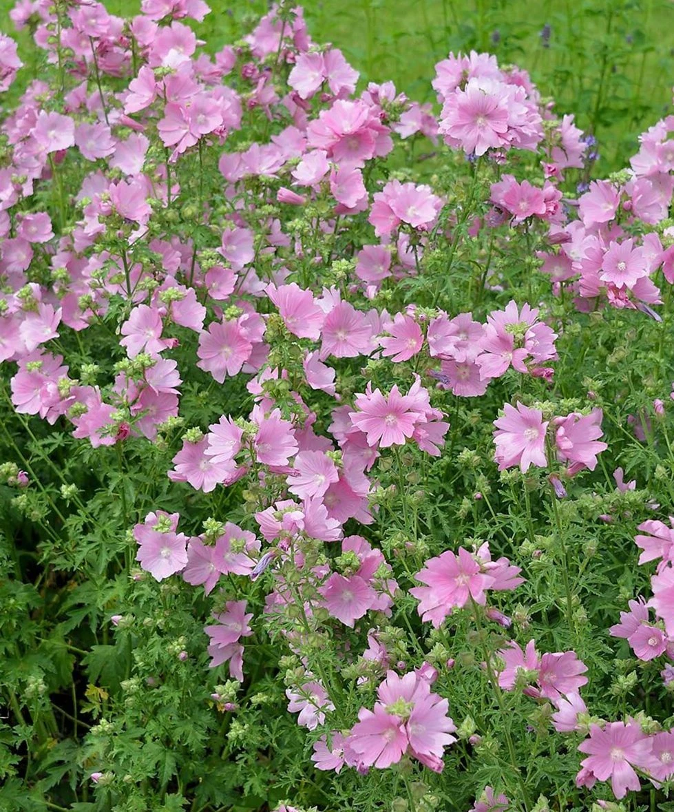 Malva Alcea