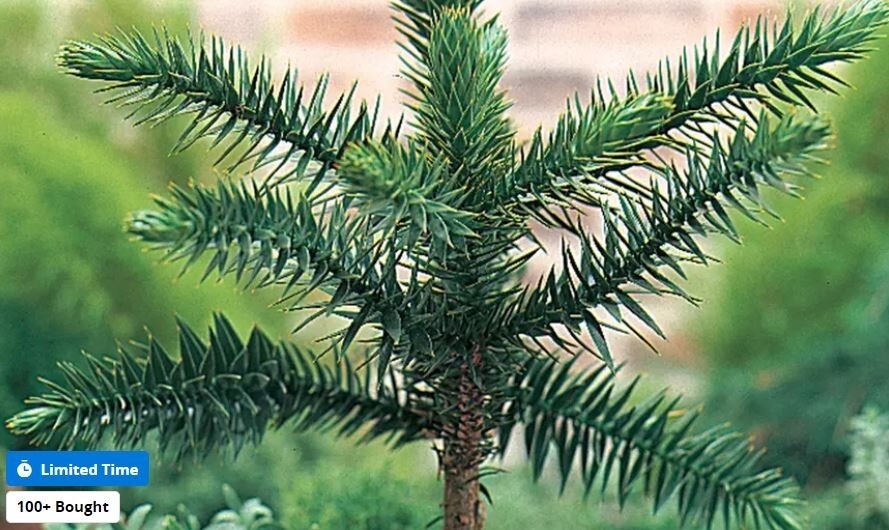 Monkey Puzzle Tree Plant Hardy Evergreen Conifer Pine Cone Plants In ...