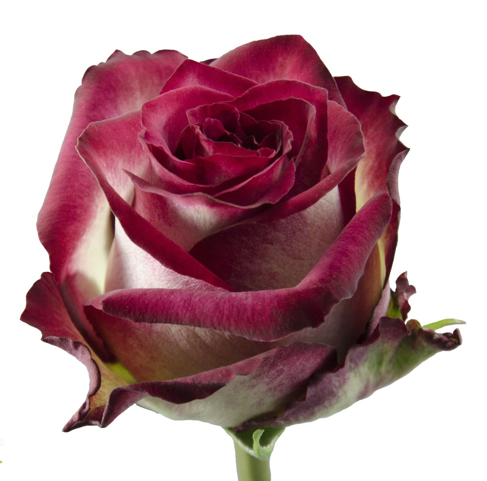 Absurda rose - 5 semi/green stem cuttings- rare and limited | eBay