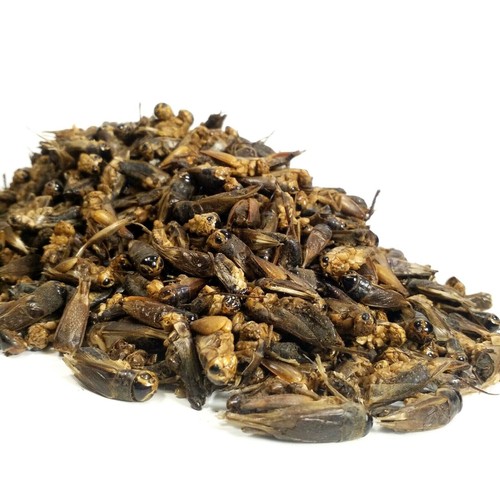 Freeze Dried Crickets or Cricket BITS & PIECES for Large Fish, Reptiles ...