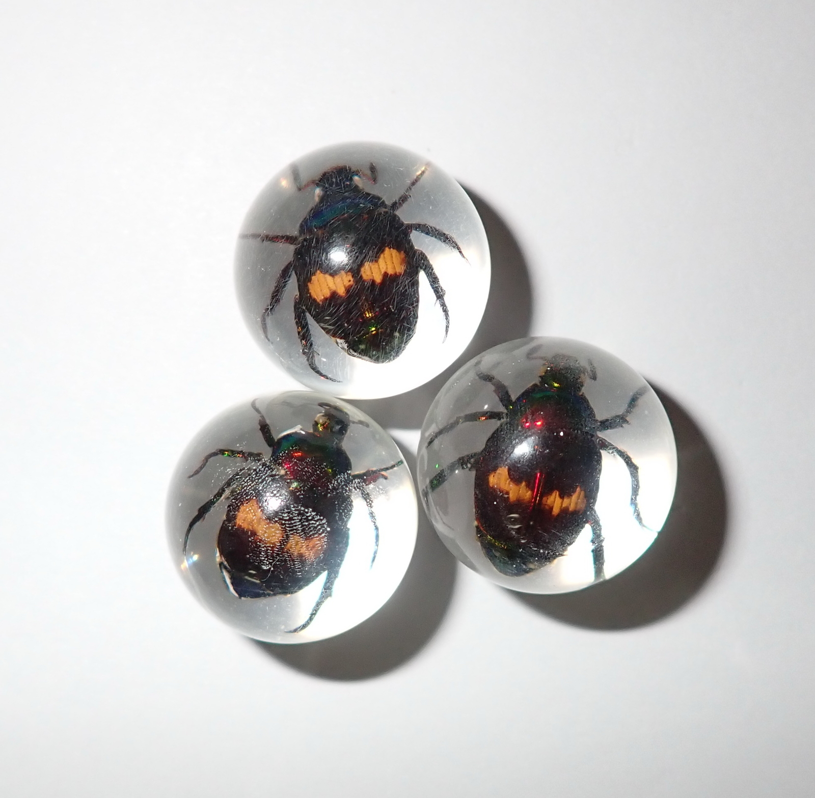 2 cm Clear Resin Marble Sphere Fortune Beetle Specimen 3 Pieces Lot | eBay
