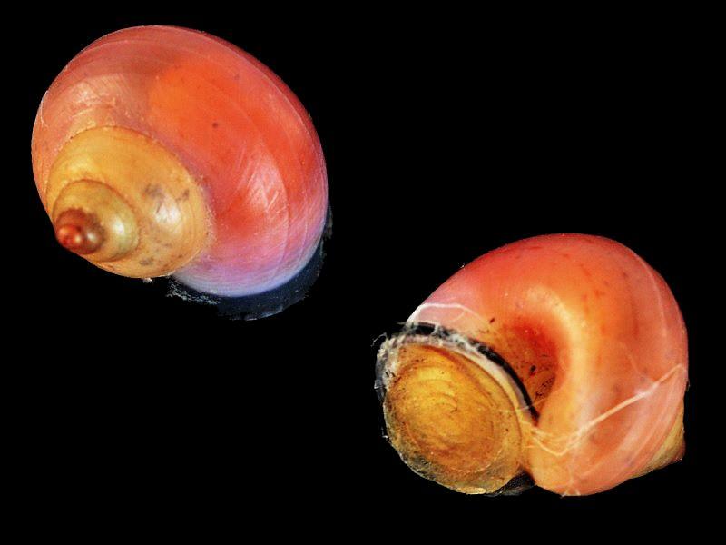 Leptopoma melanostoma - Shells from all over the World NEW!!! | eBay