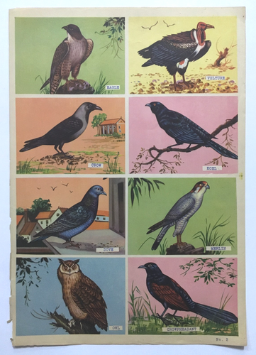India 50s Chart DIFFERENT TYPES OF BIRDS 10in x 14in (14311) | eBay UK