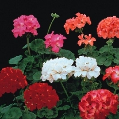 FLOWER GERANIUM F2 COLORAMA 25 FINEST SEEDS | eBay UK