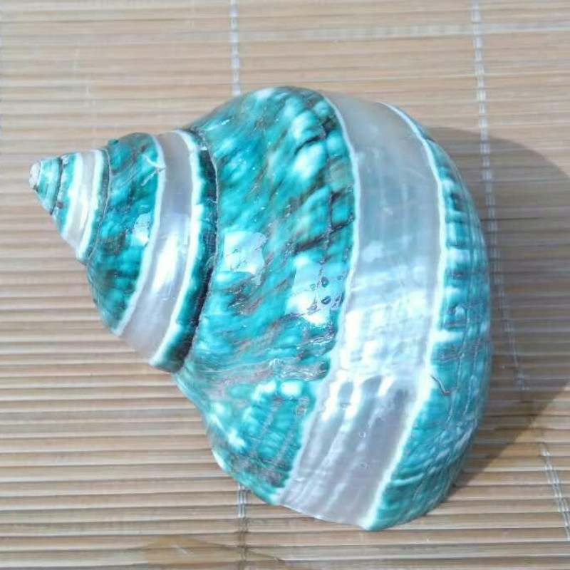 Natural Turban Shell Conch Coral Sea Snail Home Ornament Fish Tank ...
