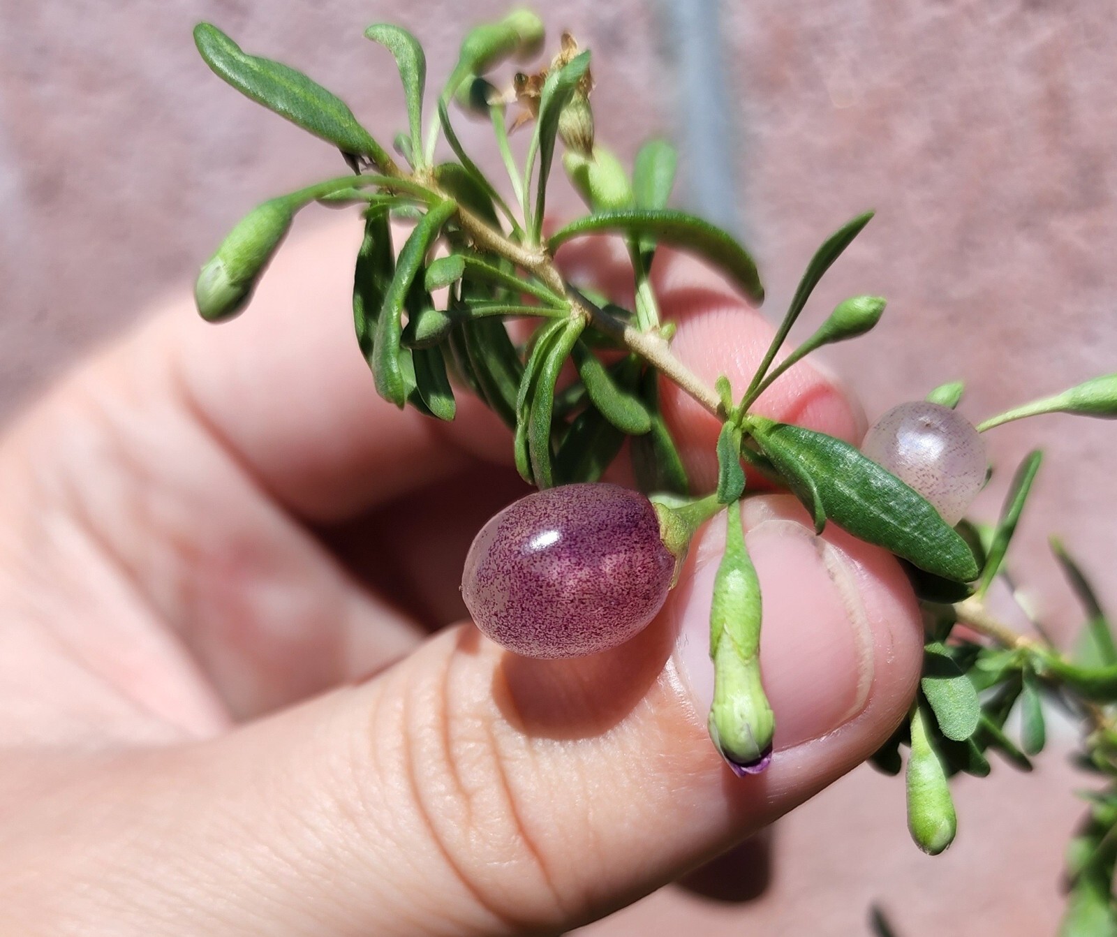 (2) Goji Berry "Stardust" Unique Fruit *Novel Variety*4-inch pot* | eBay