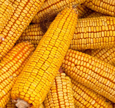 Reid's Yellow (Yellow Dent Field Corn - Heirloom Corn) (Zea mays) Corn ...