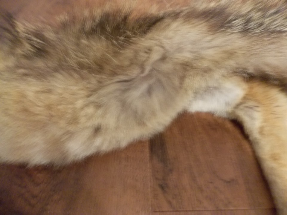 Taxidermy 53" long real genuine Coyote Pelt hide With Legs & Face | eBay