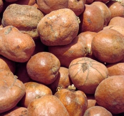 Whole Egyptian Doum Organic Dried Fruit Healthy Food حبات نبات الدوم ...