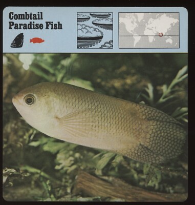 Combtail Paradise Fish Safari Cards Rencontre Fish | eBay