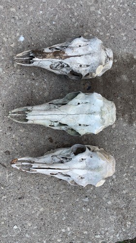 Lot Of 3 Large Whitetail Deer Buck Skulls Cut Antlers | eBay