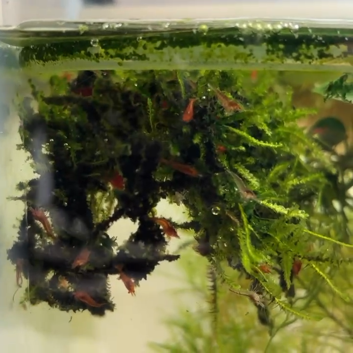Chlorella pyrenoidosa Algae | Lab Made | Shrimp Breeding | Algae ...