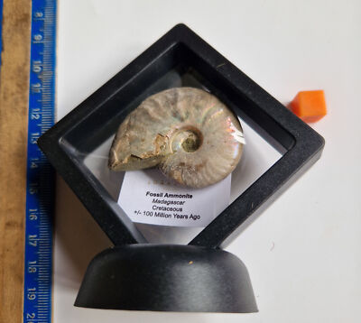 Shimmering Pearlised Fossil Ammonite In Floating Frame- Madagascar 4.7cm | eBay