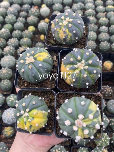 5PCS Astrophytum asterias Mutant cactus succulent plant seedgrowth | eBay