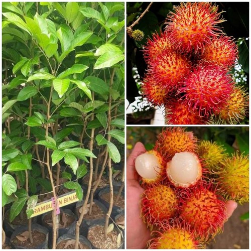Grafteds Rambutan Binjai Fruit Tree Free Phyto Fast Shipping Quickly ...
