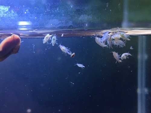50 + LIVE FRESHWATER GAMMARUS SHRIMP aka SCUDS Hyalella Azteca ...