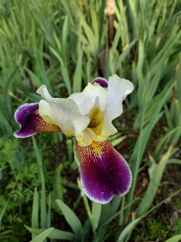 10 Iris Fresh Bearded Iris Rhizomes Mixed Varieties | eBay