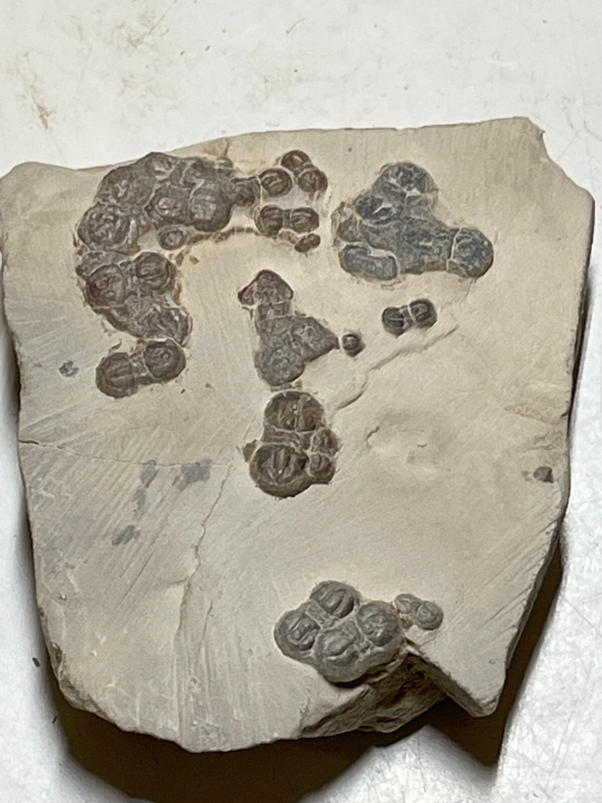 PERONOPSIS FOSSIL MULTIPLE TRILOBITE PLATE #5 | eBay