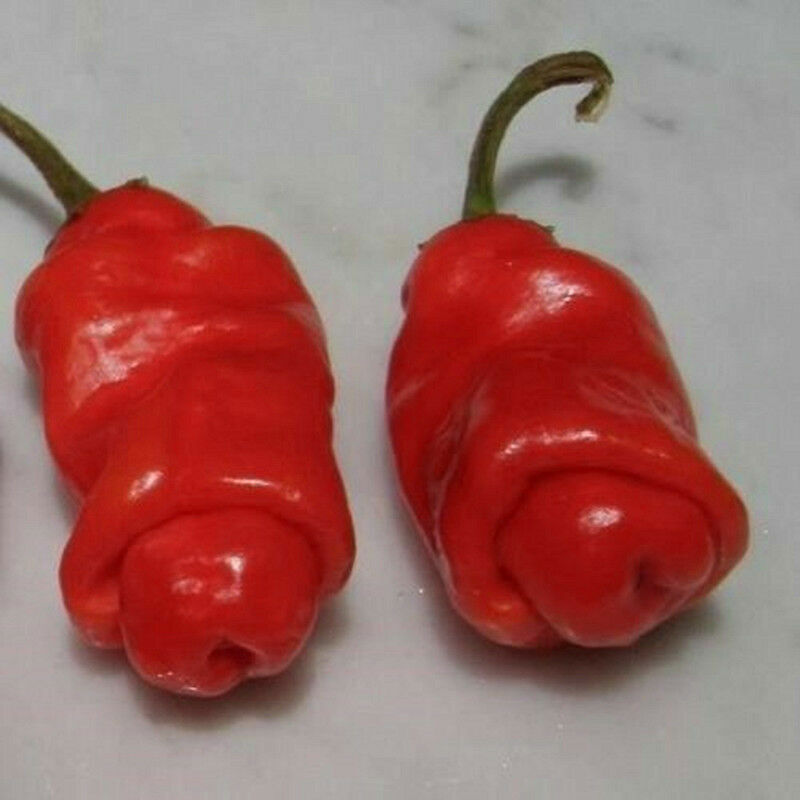 200 Grains Red Penis Peter Pepper Penis Chili Capsicum Organic Heirloom ...
