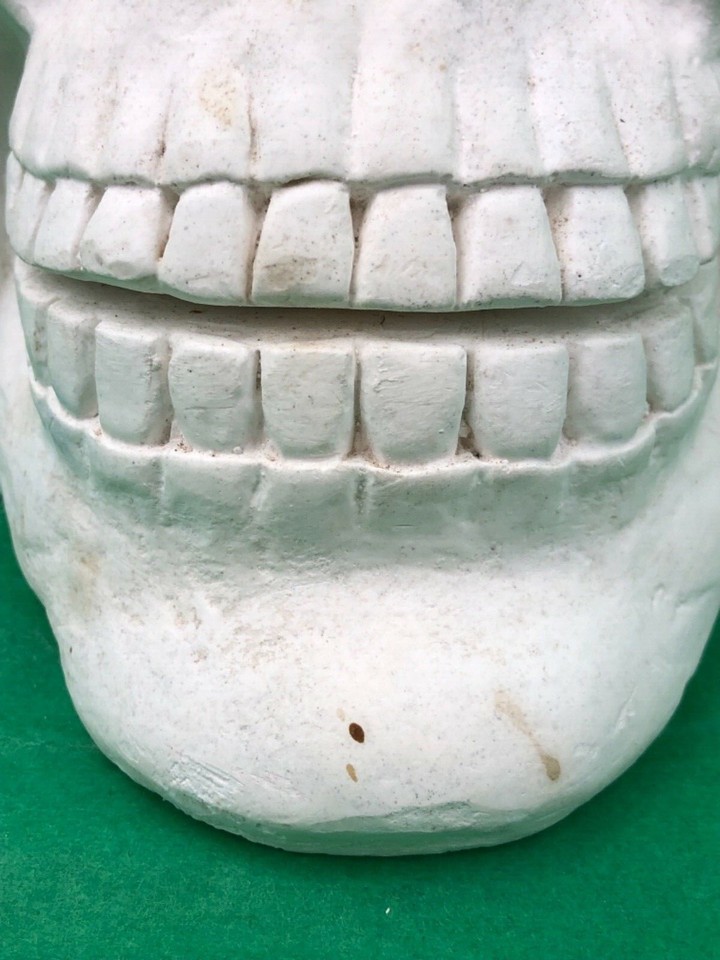 Vintage Human Skull White Plaster Goth Halloween Decoration Collectible ...