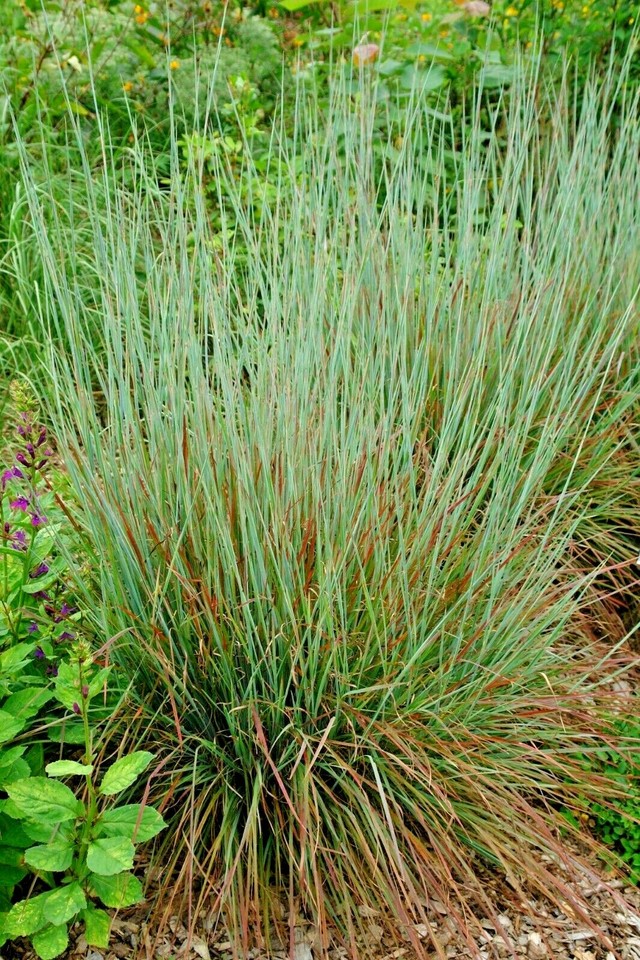 501+ LITTLE BLUESTEM Seeds Native Prairie Grass Ornamental Perennial ...