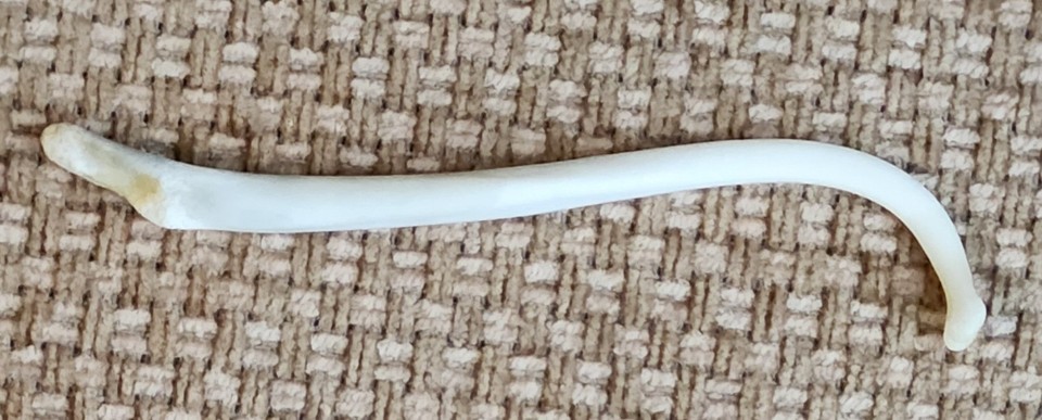 Raccoon Baculum Bone Penile You Are Buying pictured cleaned penis bone ...