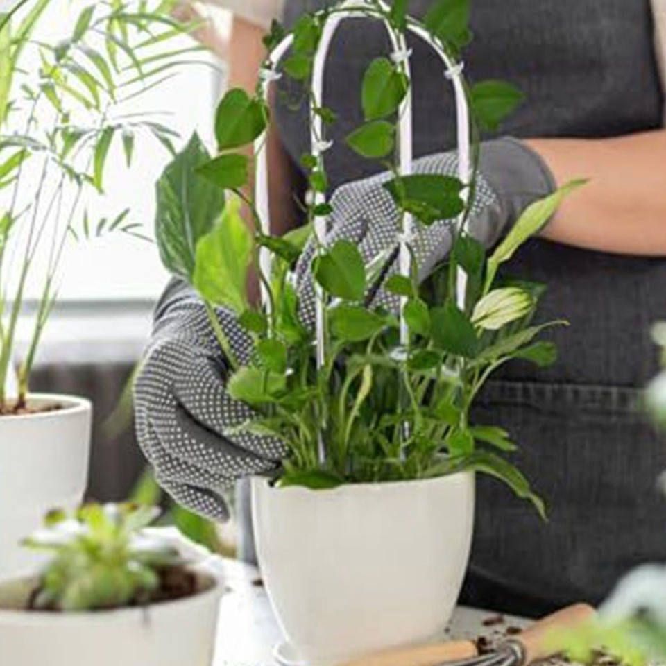 For Indoor Acrylic Plant Climbing Frame for Hoyas and Linear Varieties ...