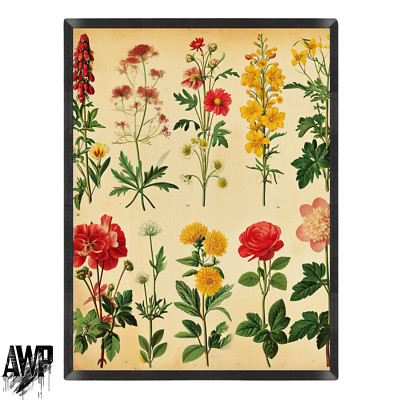 Vintage Botanical Chart Poster - Nature Floral Wall Art Print - A4,A3 ...